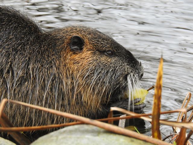 400+ of the Best Beaver Pictures for Free [HD]
