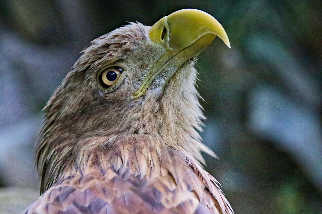 Eagle Bird Animal - Free photo on Pixabay - Pixabay