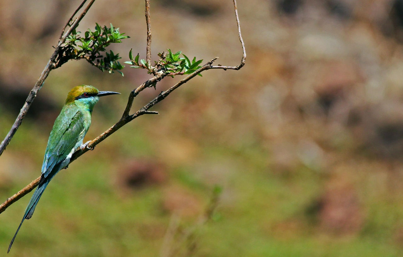 Asian Green Bee-Eater Little - Free photo on Pixabay - Pixabay