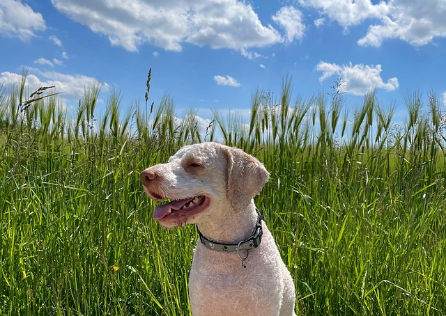 Perro Lagotto Romagnolo Canino - Foto gratis en Pixabay - Pixabay