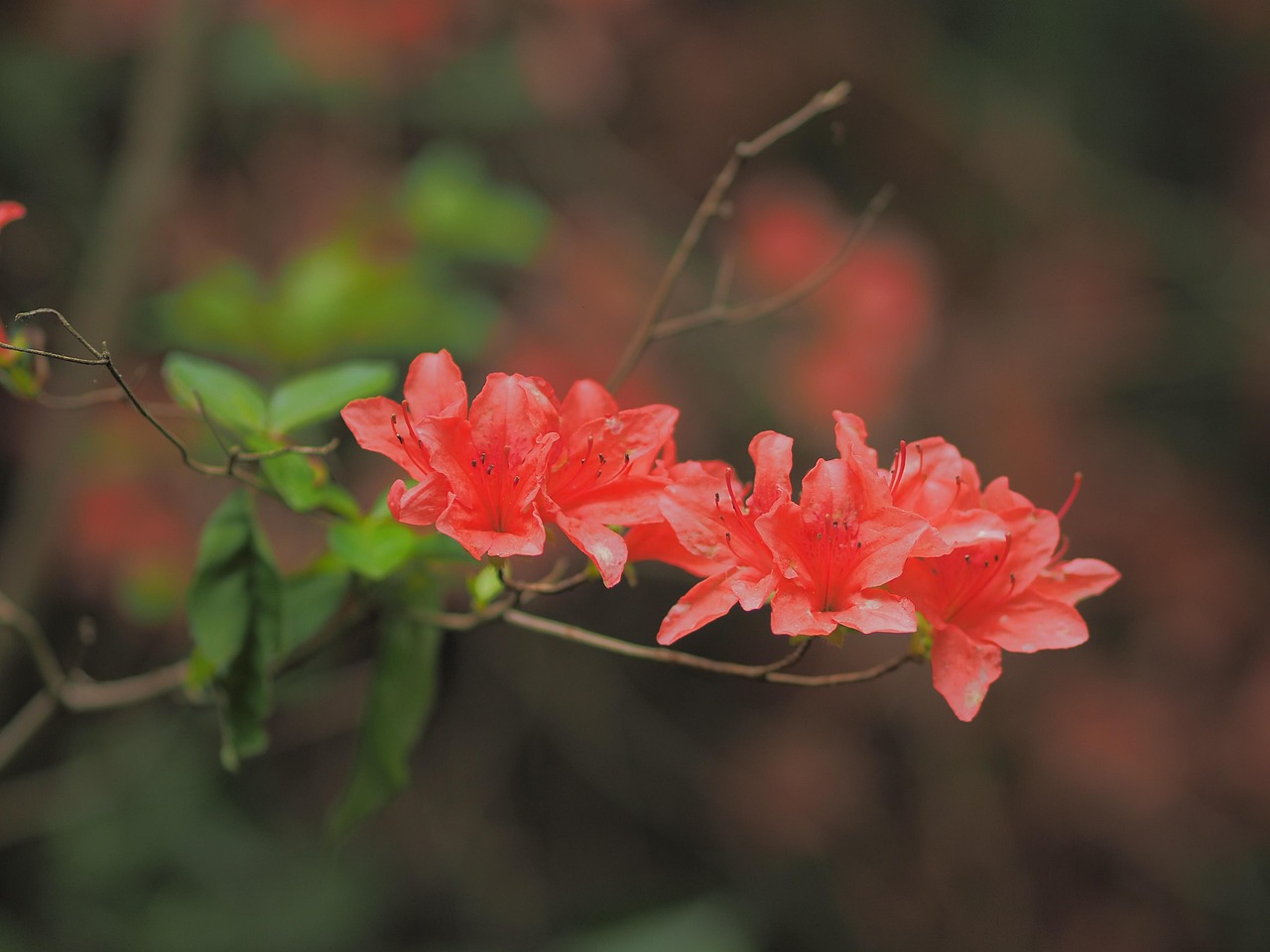Bunga Rhododendron Bloom - Foto gratis di Pixabay - Pixabay
