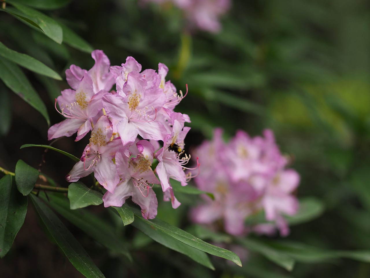Bunga Rhododendron Azalea - Foto gratis di Pixabay - Pixabay
