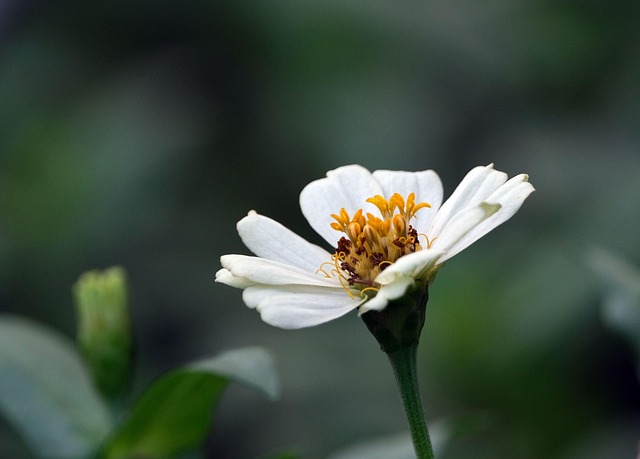 Zinnia Flor Blanca Blanco - Foto gratis en Pixabay - Pixabay