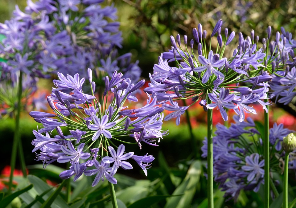 African Lily Purple Flowers Garden - Free photo on Pixabay - Pixabay