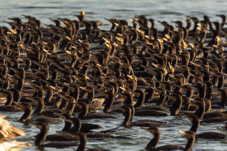 Cormorants Birds Lake - Free photo on Pixabay - Pixabay