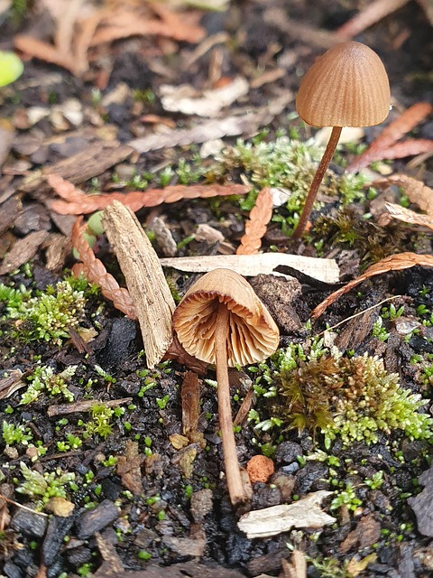 Svamp Natur - Gratis foto på Pixabay - Pixabay