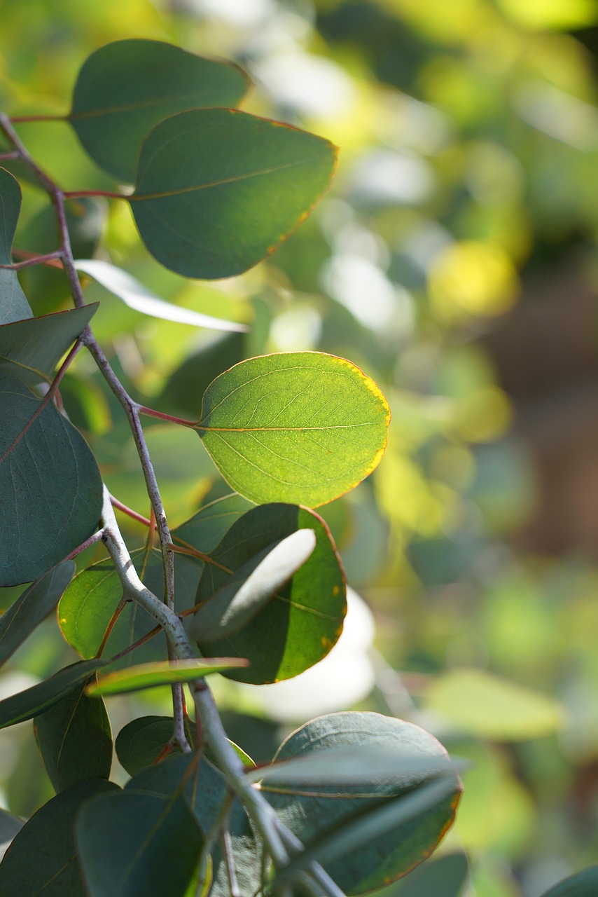 Leaves Nature Foliage - Free photo on Pixabay