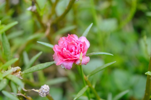 Portulaca Grandiflora Rose Flower - Free photo on Pixabay - Pixabay