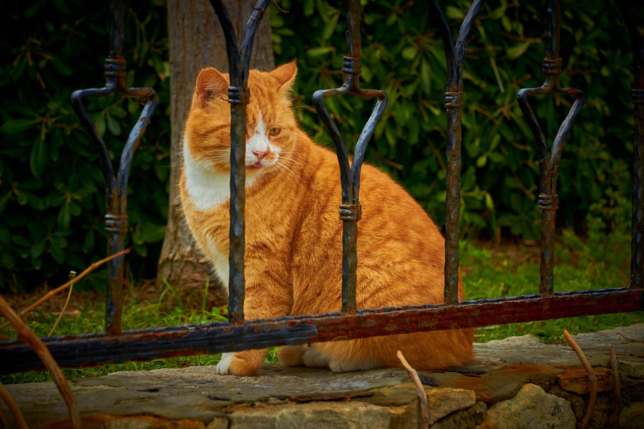 Animal Gato Felino - Foto gratuita no Pixabay - Pixabay