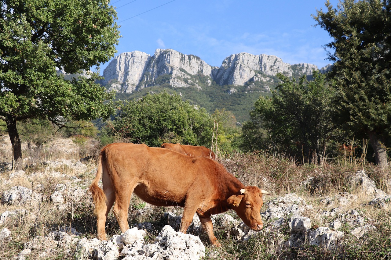 Vaca Gado Animal - Foto gratuita no Pixabay - Pixabay