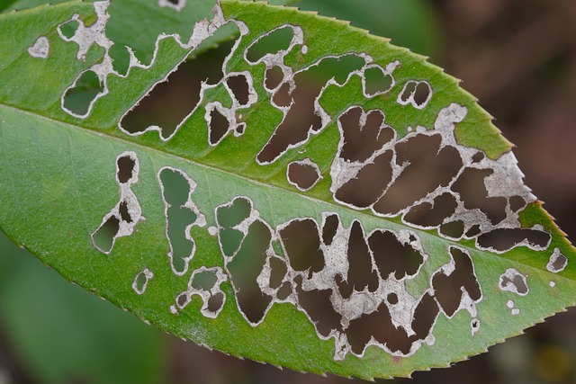 Die Blätter Blatt Verrotten - Kostenloses Foto auf Pixabay - Pixabay