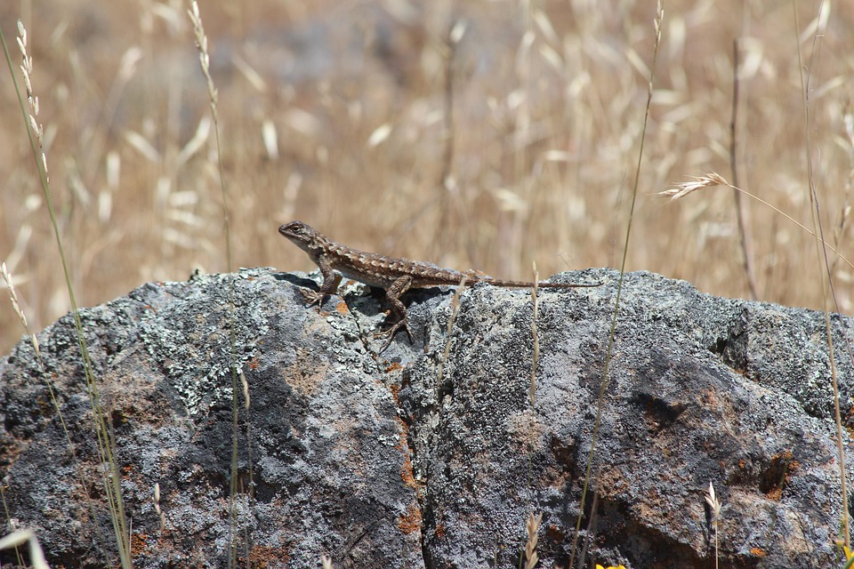 Lizard Rock Nature - Free photo on Pixabay - Pixabay