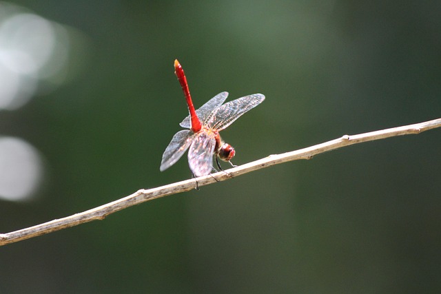 Dragonfly Insect Twig - Free photo on Pixabay - Pixabay