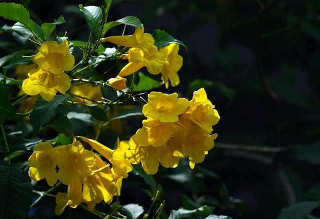 Tecoma Stans Flowers Plant Yellow - Free photo on Pixabay - Pixabay