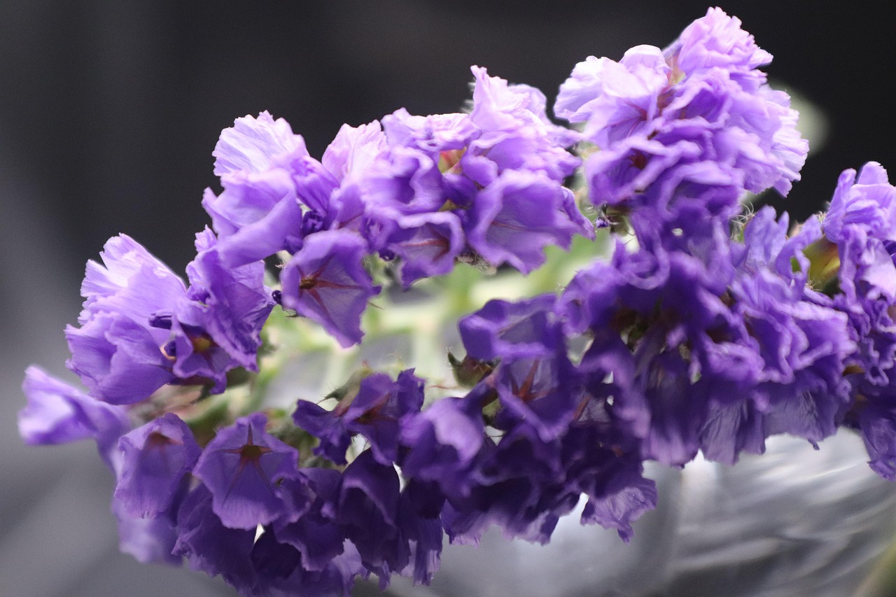 Kv t Zahrada Bloom Fotografie Zdarma Na Pixabay Pixabay kv-t-zahrada-bloom-fotografie-zdarma-na-pixabay-pixabay
