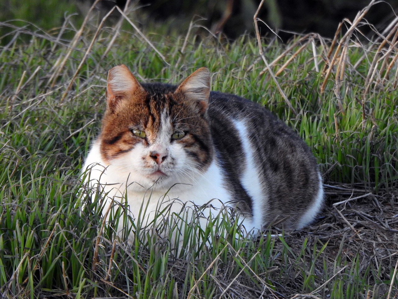 Animal Gato Felino - Foto gratuita no Pixabay - Pixabay