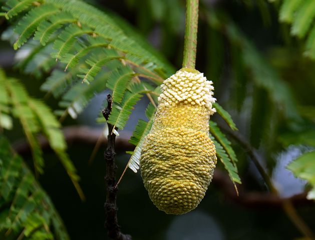 5+ Free Petai Flower & Nature Images - Pixabay