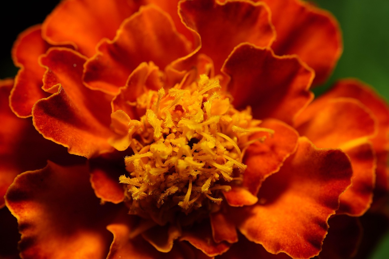 Fleur Bloom Souci - Photo gratuite sur Pixabay - Pixabay