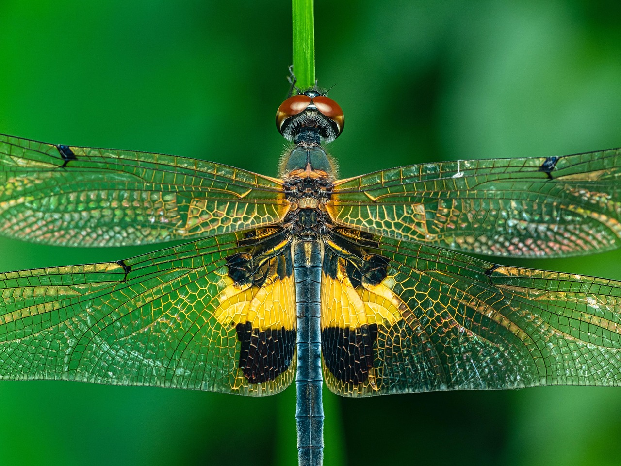 Tiger Dragonfly Insect Twig - Free photo on Pixabay - Pixabay