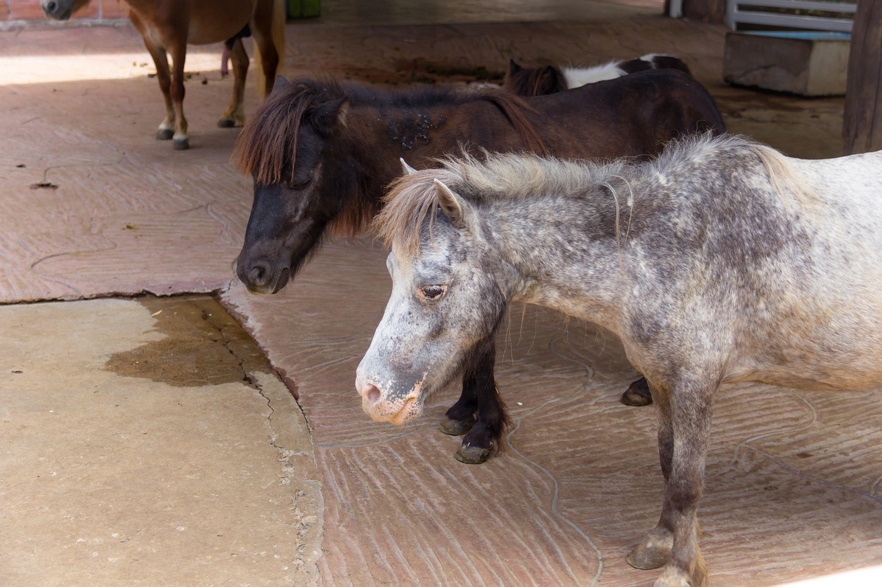 Animal Horse Mammal - Free photo on Pixabay - Pixabay