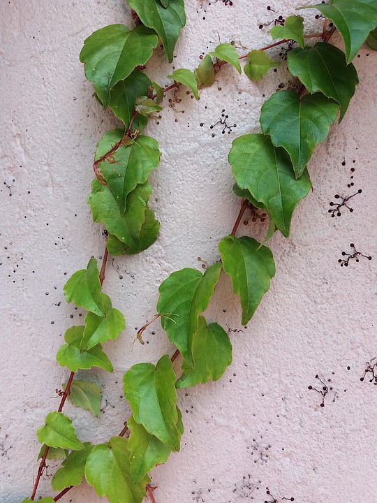 Planta Enredadera Hiedra - Foto gratis en Pixabay - Pixabay