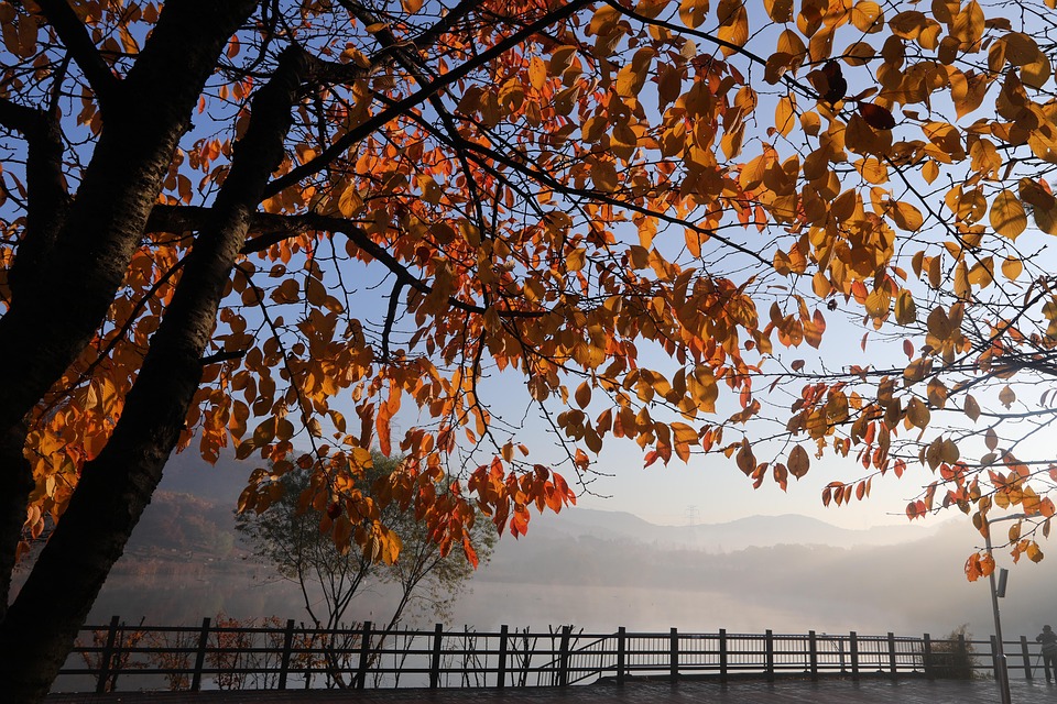 Lake Morning Autumn Leaves - Free photo on Pixabay