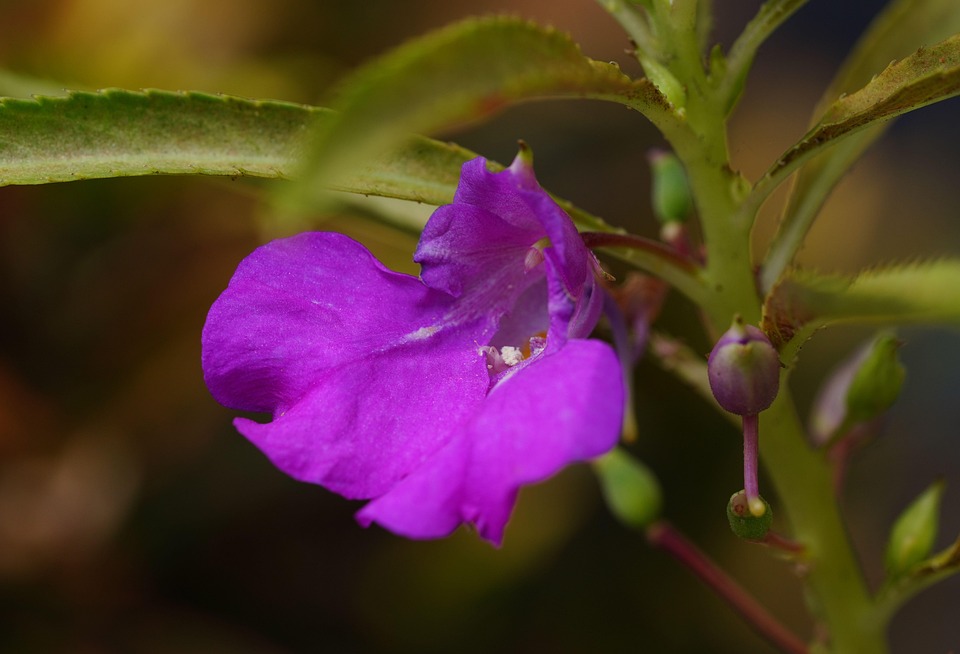 Impatiens Balsamina Fleur - Photo gratuite sur Pixabay
