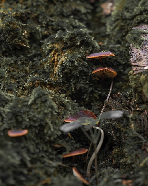 Mushroom Fungus Toadstool - Free photo on Pixabay