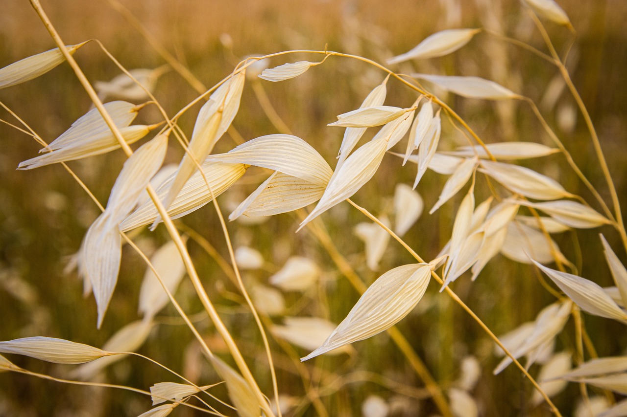 60,000+ Free Wheat Flower & Nature Images - Pixabay