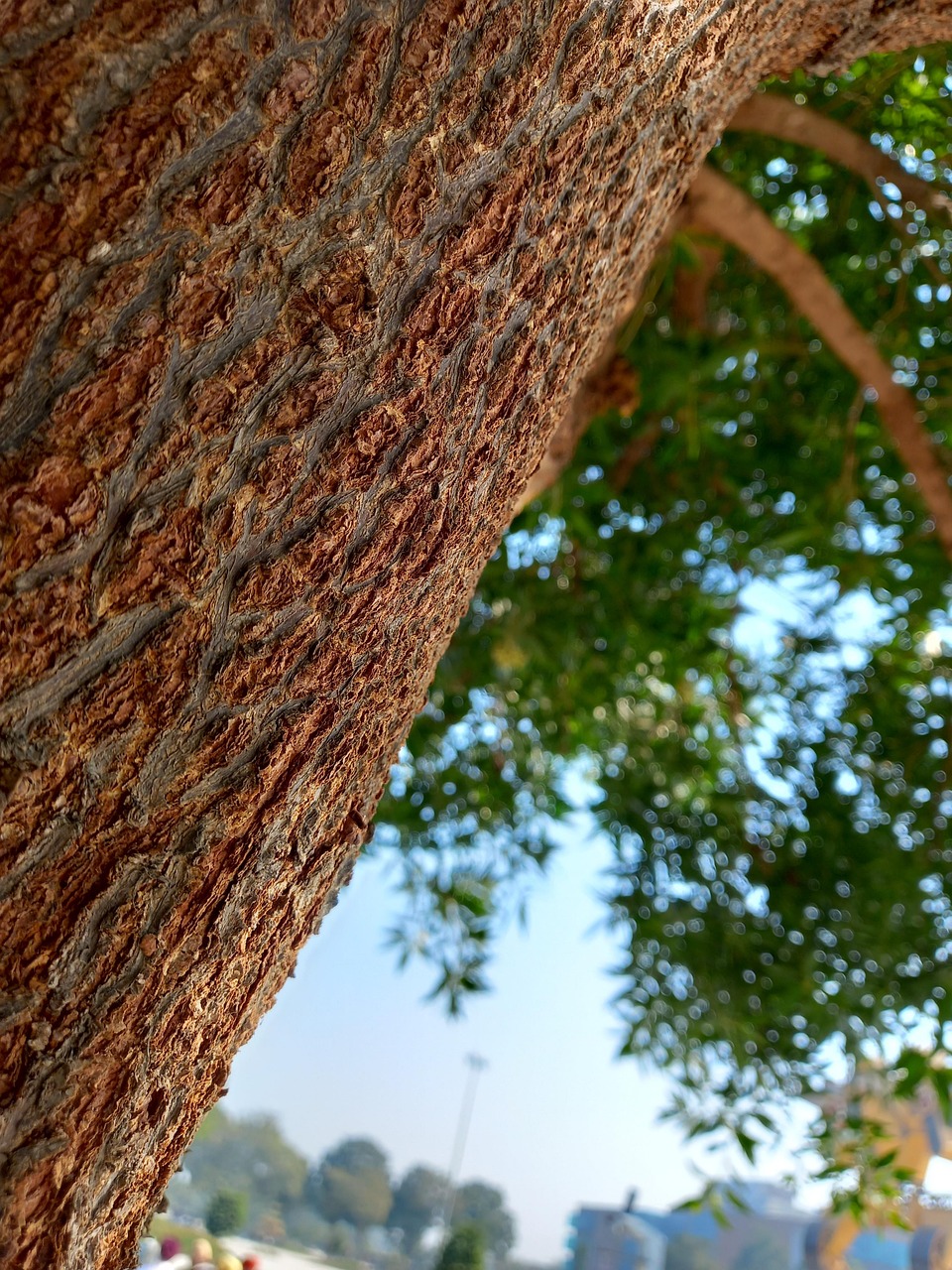 Tree Wood Sunlight - Free photo on Pixabay - Pixabay