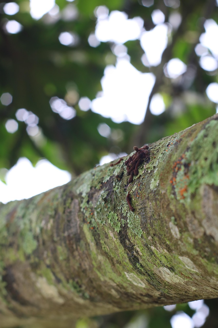 Rama Árbol Bosque - Foto gratis en Pixabay - Pixabay