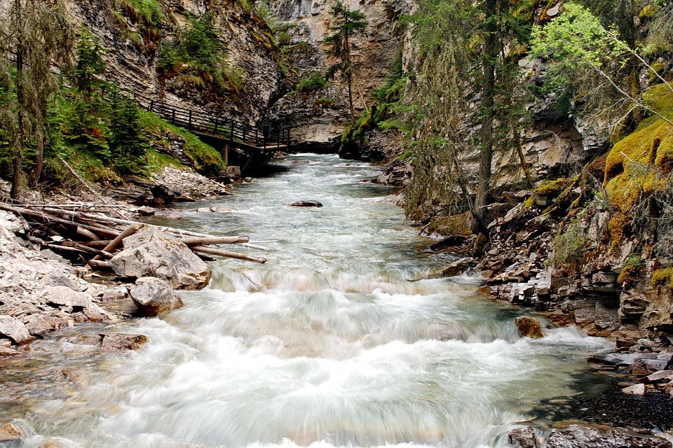 Arroyo Bosque Naturaleza - Foto gratis en Pixabay - Pixabay