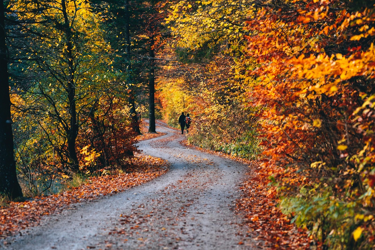 Road Forest Fall - Free photo on Pixabay