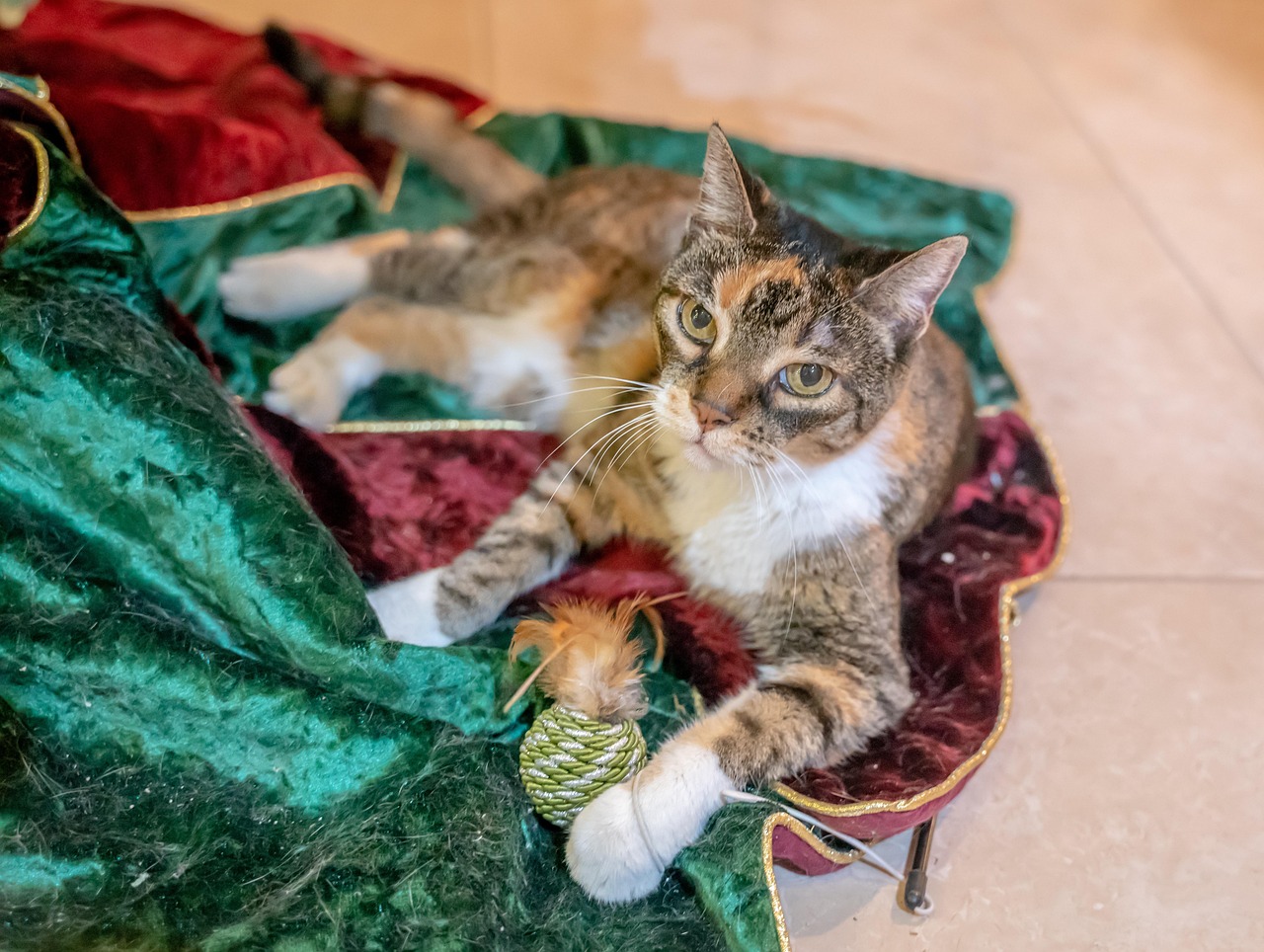 200+ Free Calico Cat & Cat Images - Pixabay