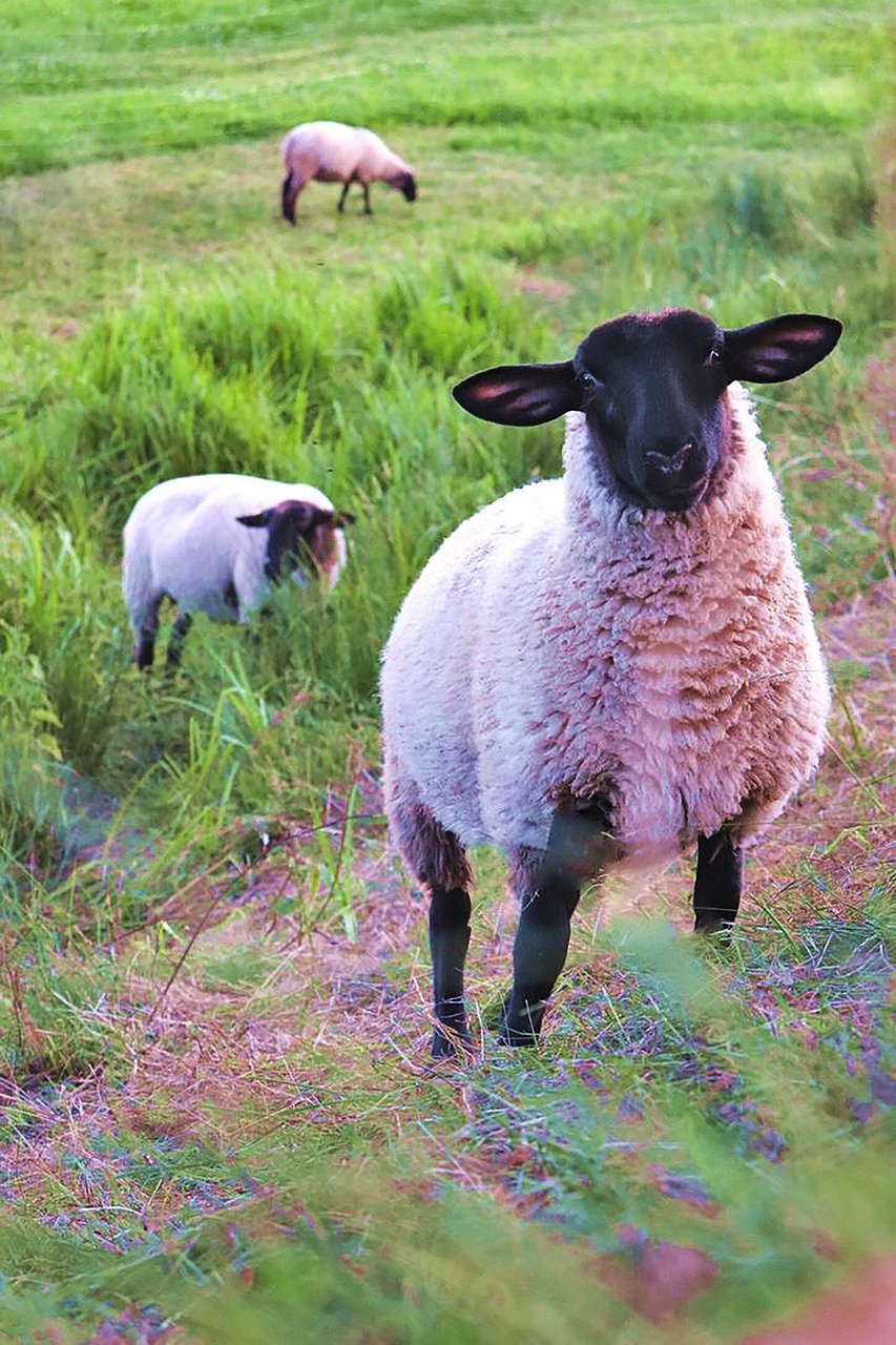 Ovejas Animales Mamíferos Ganado - Foto gratis en Pixabay - Pixabay