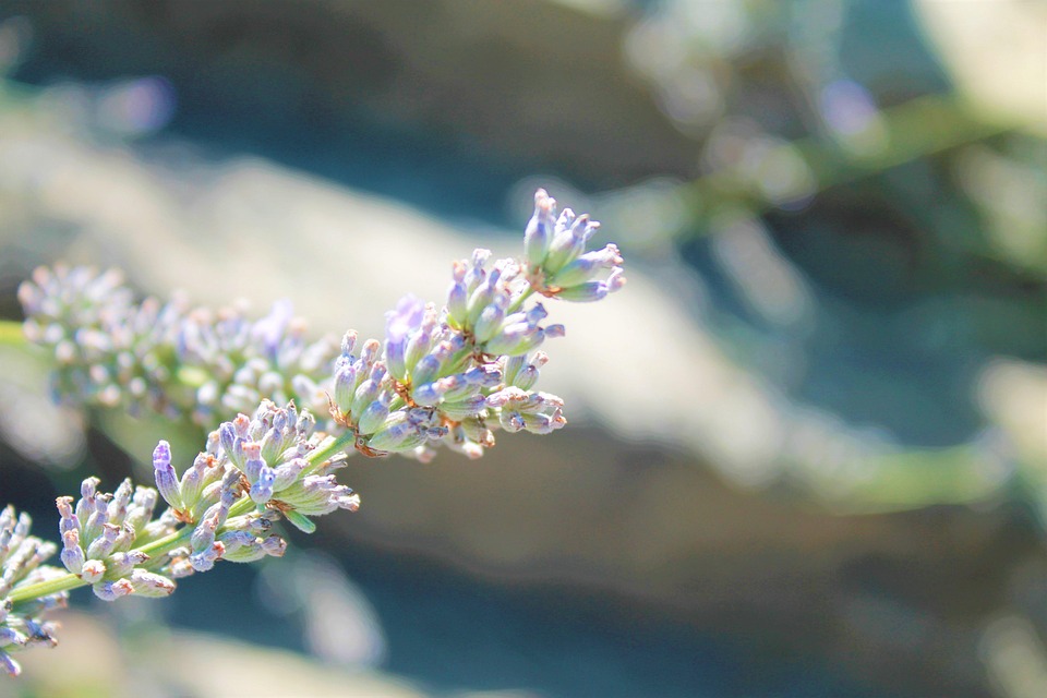 Lavanda Flor Natureza - Foto gratuita no Pixabay - Pixabay