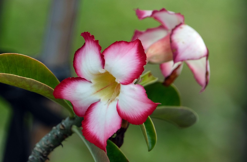 Adenium Bunga-Bunga Kebun - Foto gratis di Pixabay