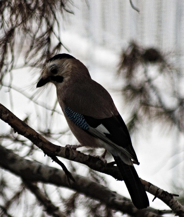 Bird Perched Animal - Free photo on Pixabay - Pixabay