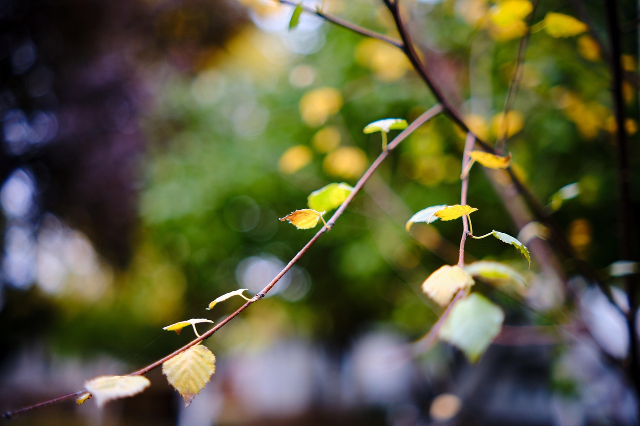 Feuilles Nature Automne - Photo gratuite sur Pixabay - Pixabay