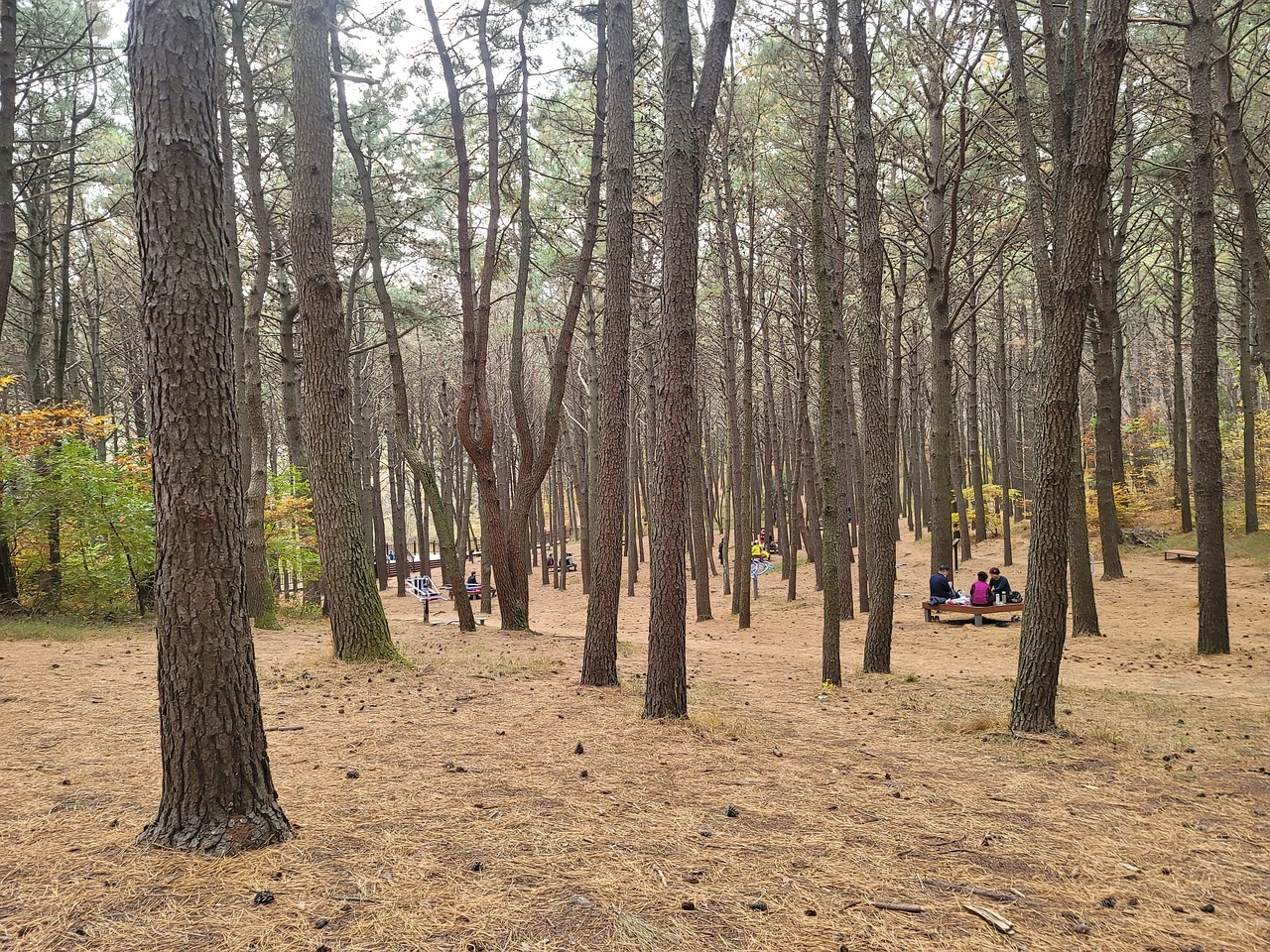 Pine Nature Landscape - Free photo on Pixabay - Pixabay