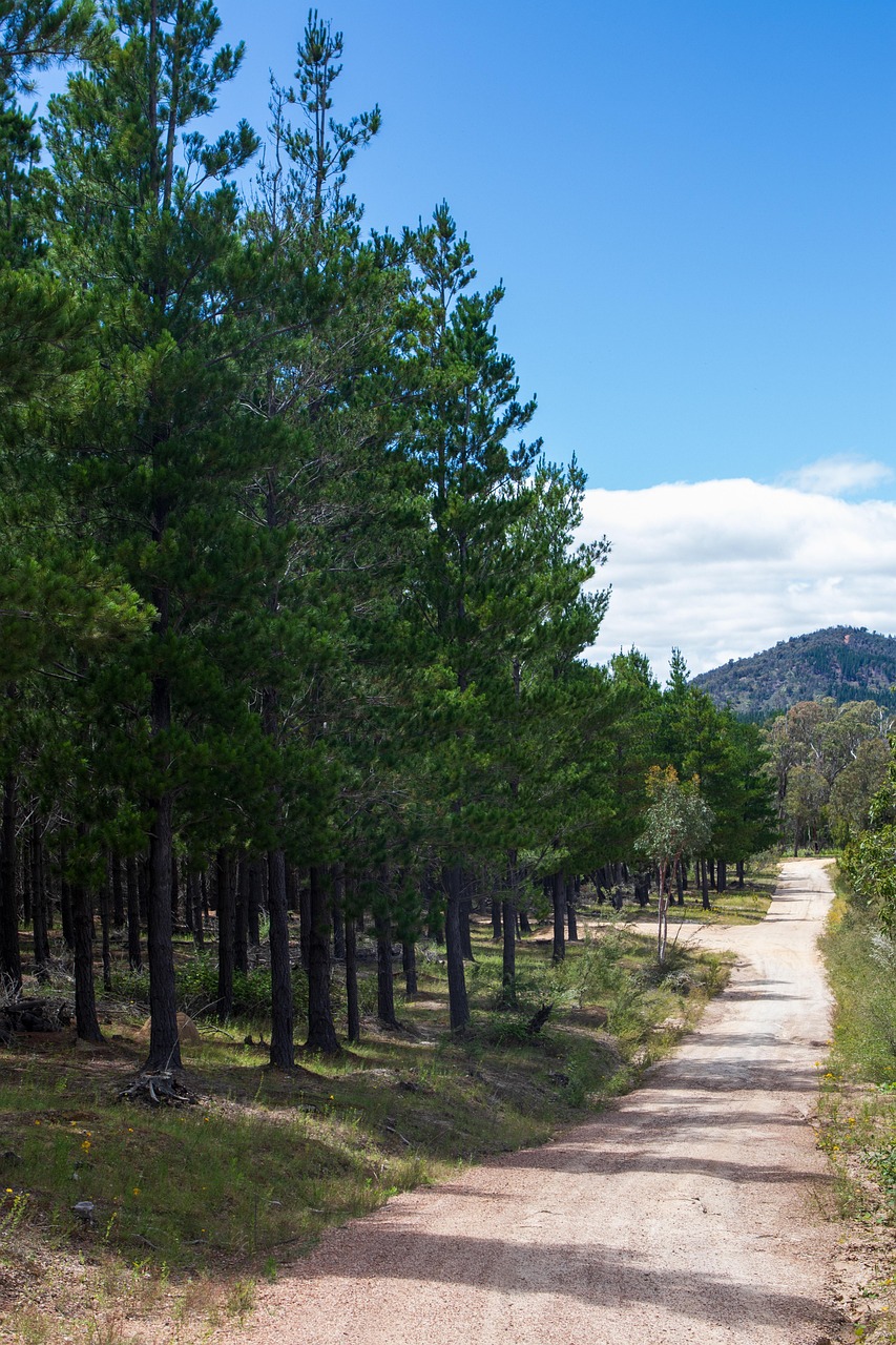 Pino Bosque Naturaleza La - Foto gratis en Pixabay - Pixabay