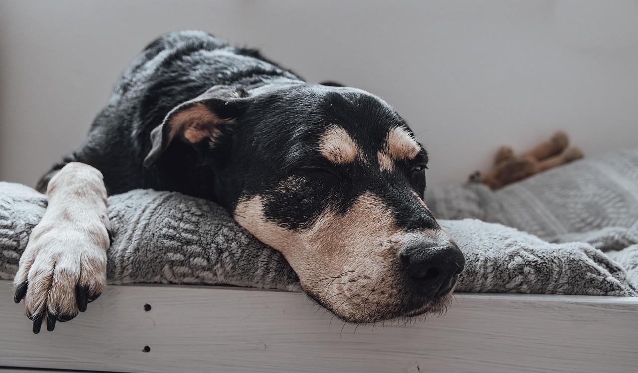 Dog Pet Canine - Free photo on Pixabay - Pixabay