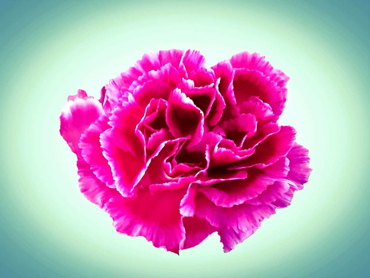 Cloves Flower Pink - Free photo on Pixabay - Pixabay
