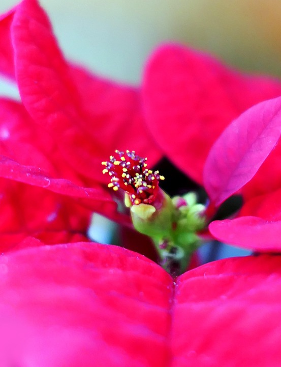 Poinsettia Flower Plant - Free photo on Pixabay
