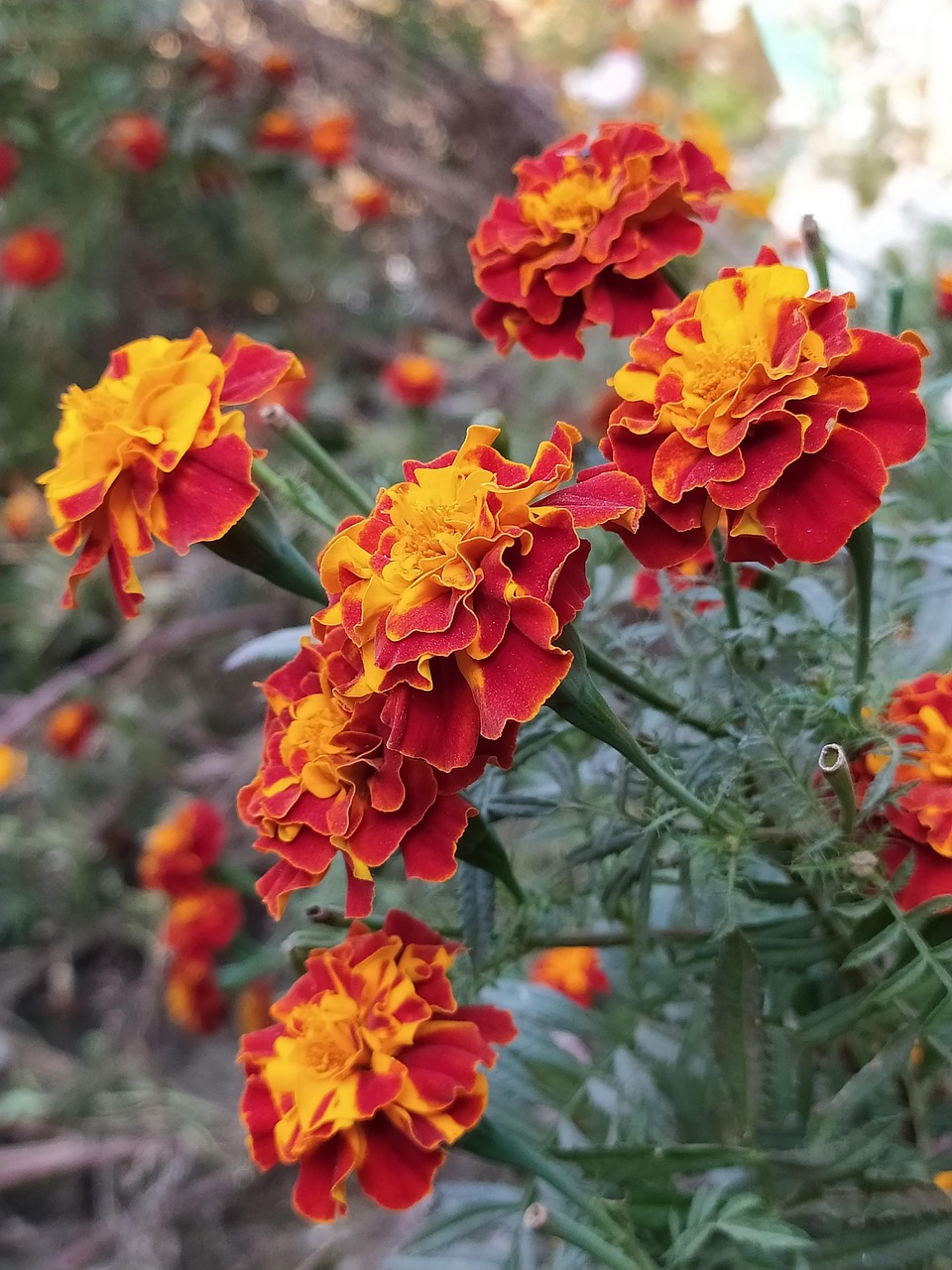 Flowers Marigold Bloom - Free photo on Pixabay - Pixabay
