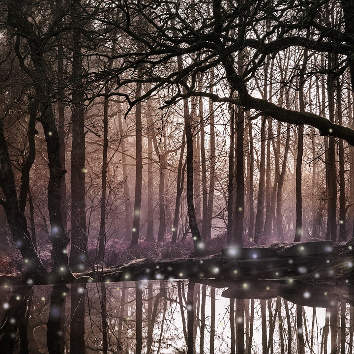 Forêt La Nature Des Arbres En - Photo gratuite sur Pixabay
