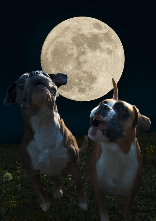 Perros Canino Luna - Foto gratis en Pixabay