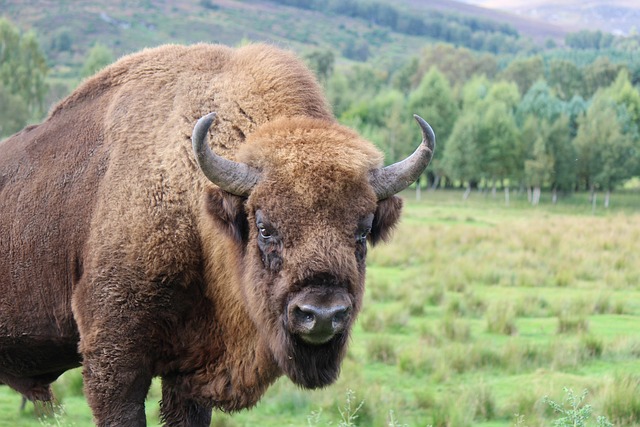 Bison Animal Wildlife - Free photo on Pixabay