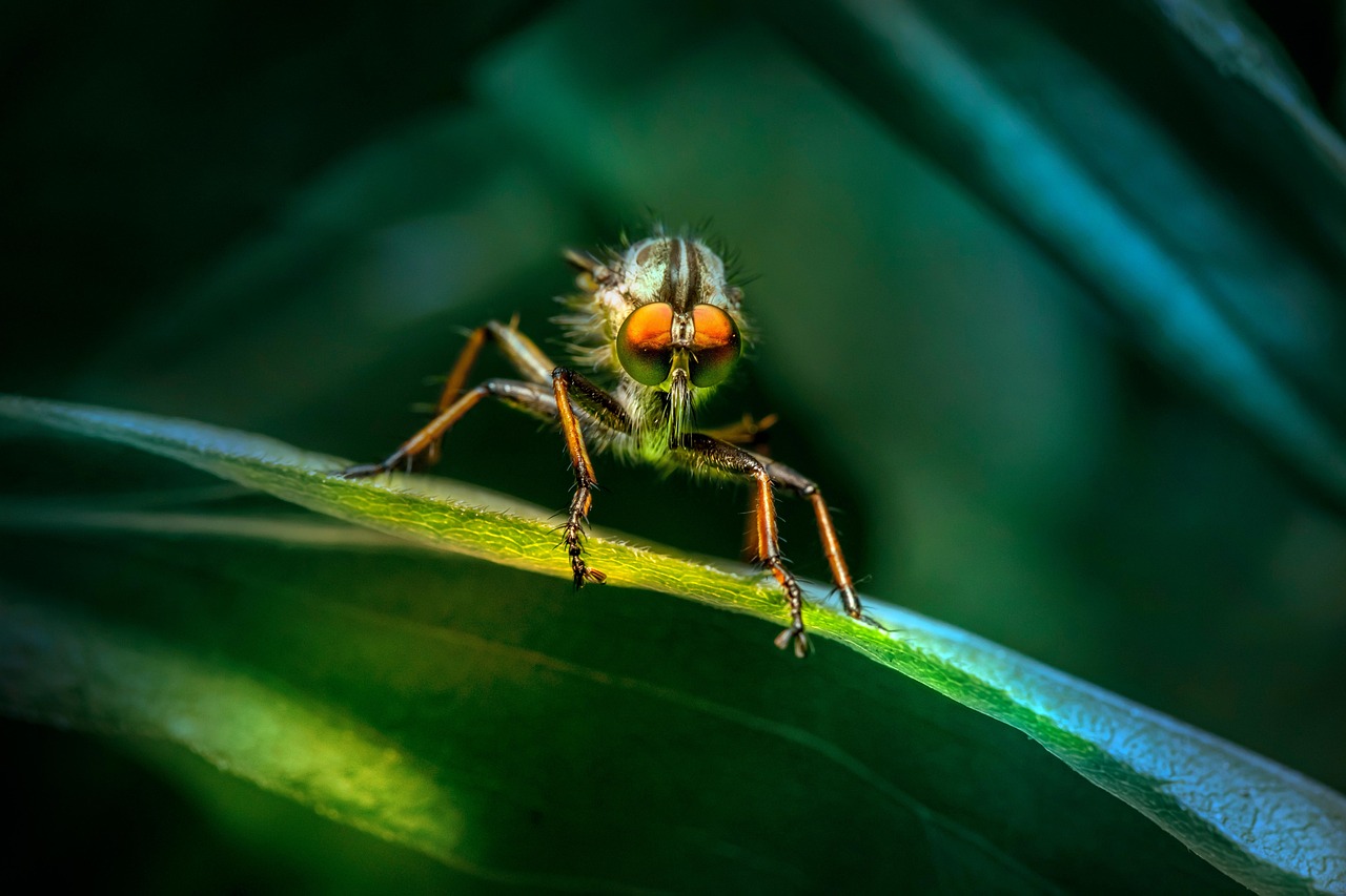 Insect Fly Entomology - Free photo on Pixabay