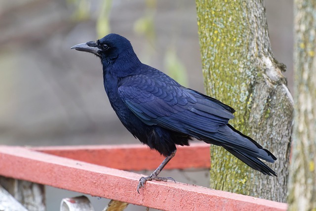 Burung Gagak Duduk - Foto gratis di Pixabay - Pixabay